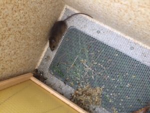 Why we put mouse excluders on our bee hives! - fruitfields.co.uk