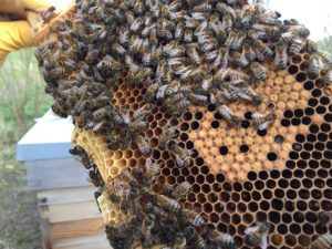 What crazy weather & a quick check on my starving bees (despite trying ...
